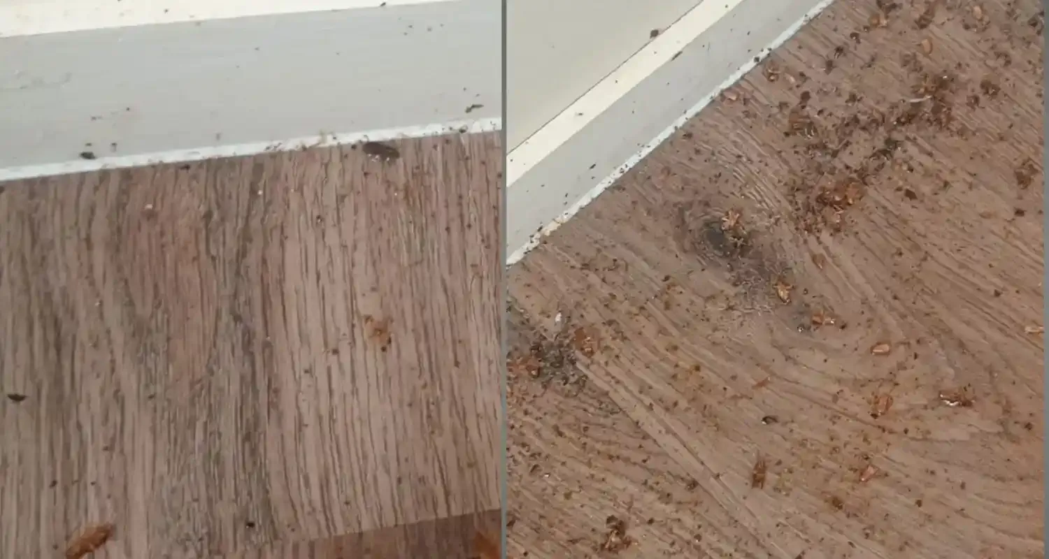 How To Get Rid Of Cockroaches NZ | German Cockroach Control